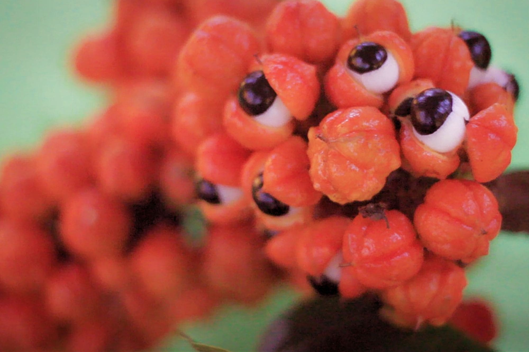 Bienfaits et effets secondaires du guarana - Panda Tea