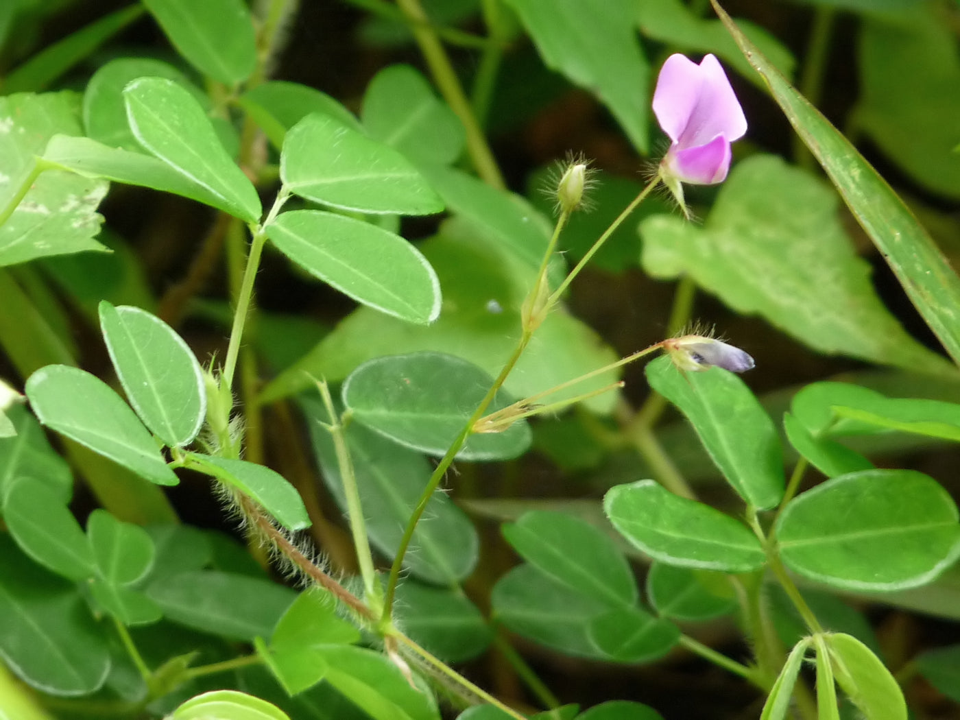 Dangers et bienfaits du desmodium - Panda Tea