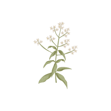 Iced Tea Detox - Yuzu – Panda Tea